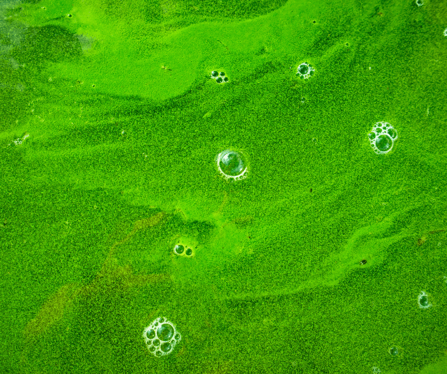 Blue Green Algae: Everything You Need to Know | ISS Flowthrough