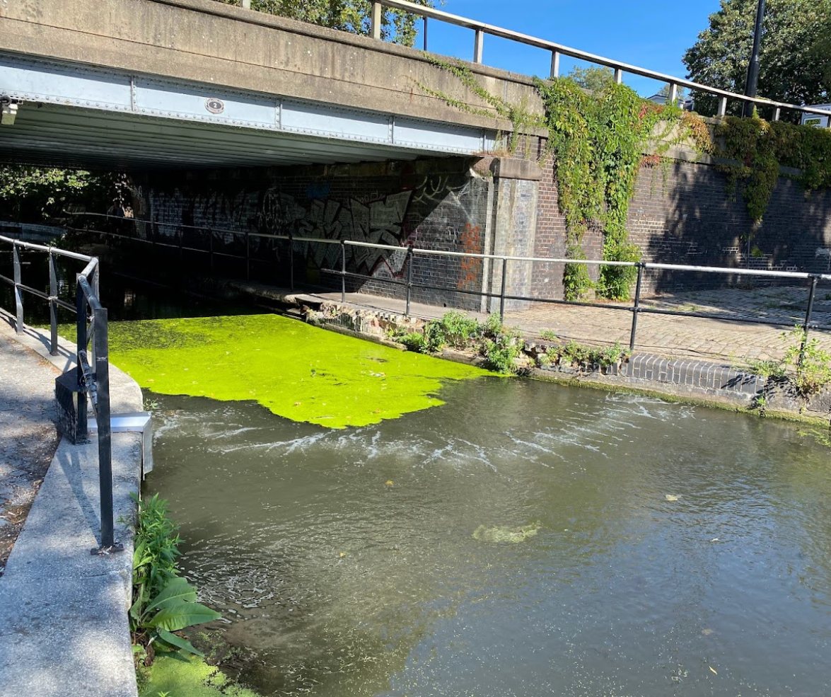 Duckweed Control with Bubble Barriers | ISS Flowthrough